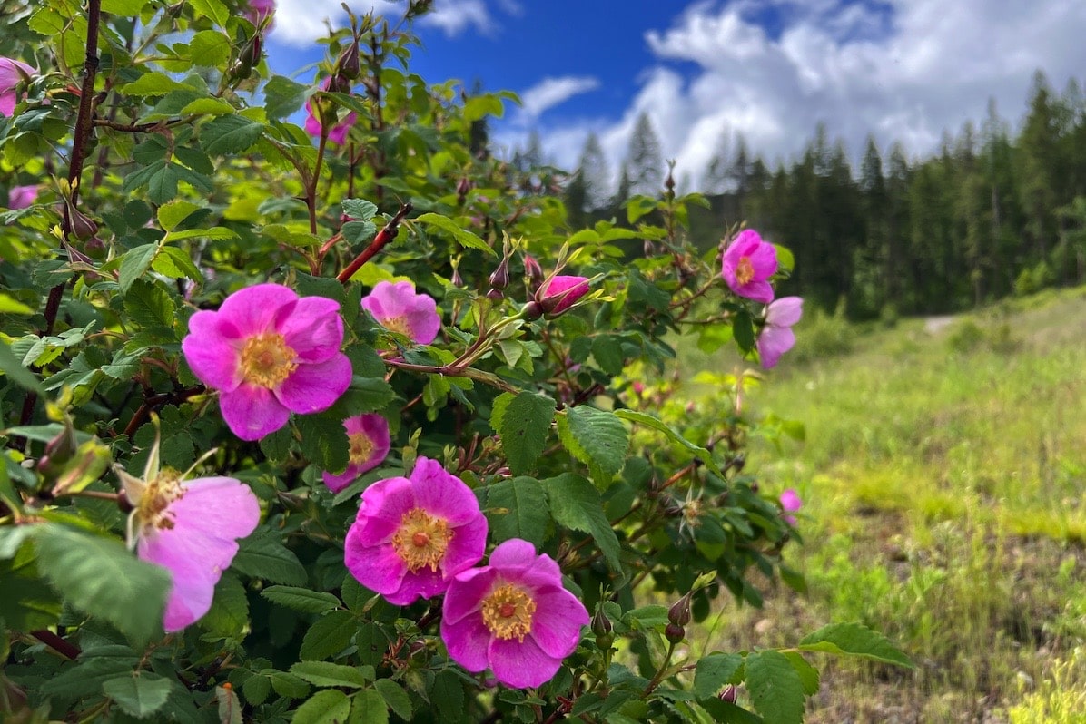 How To Make Wild Rose Water & Face Toner at Home - Jini Patel Thompson